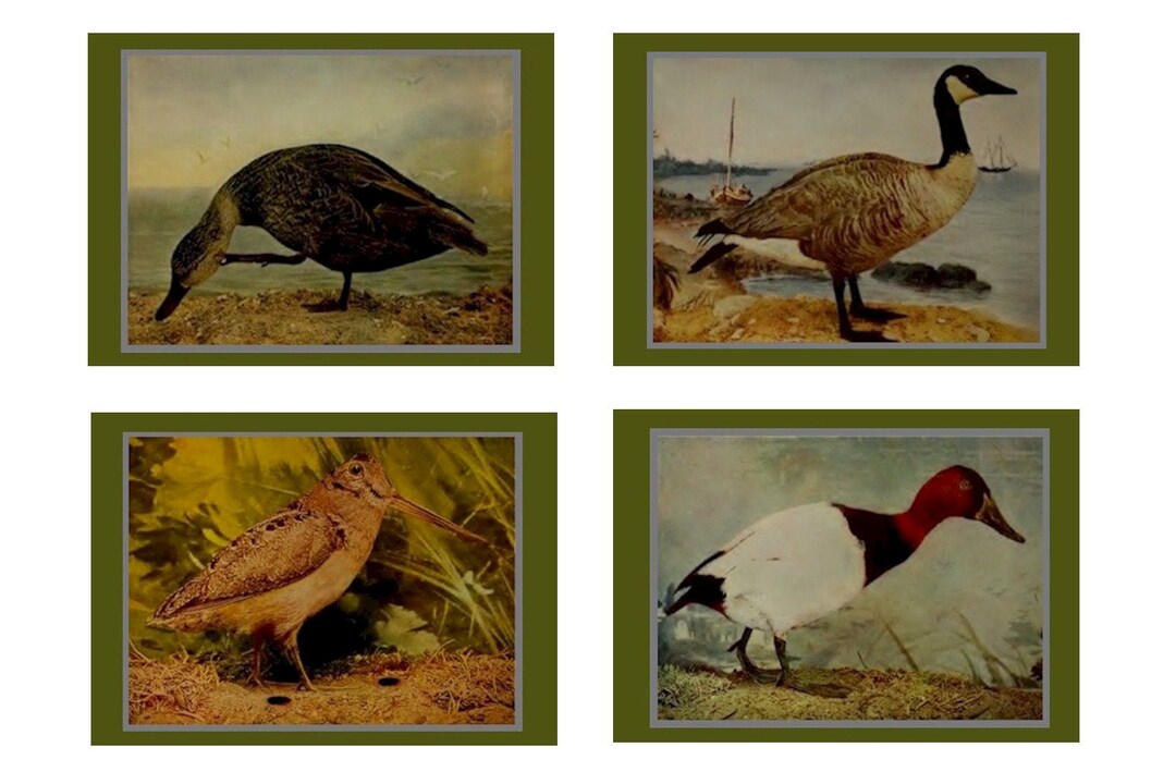 Vintage Game Bird & Game Fish Prints - Etsy
