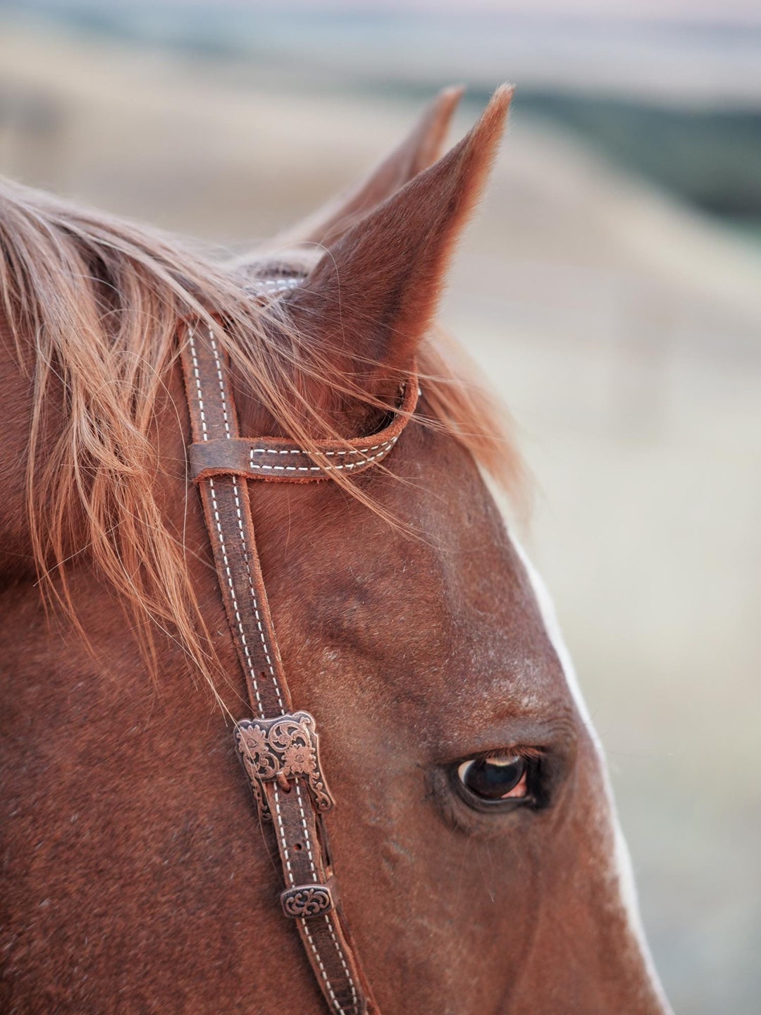 Handmade Leather Headstall W/ Metal Buckles - Etsy