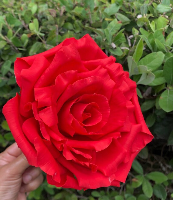 Edible Rose Flower Cake Topper High Quality Handmade Red Rose - Etsy