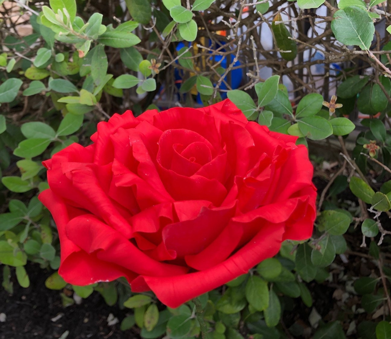 Edible rose flower cake topper high quality handmade red rose | Etsy