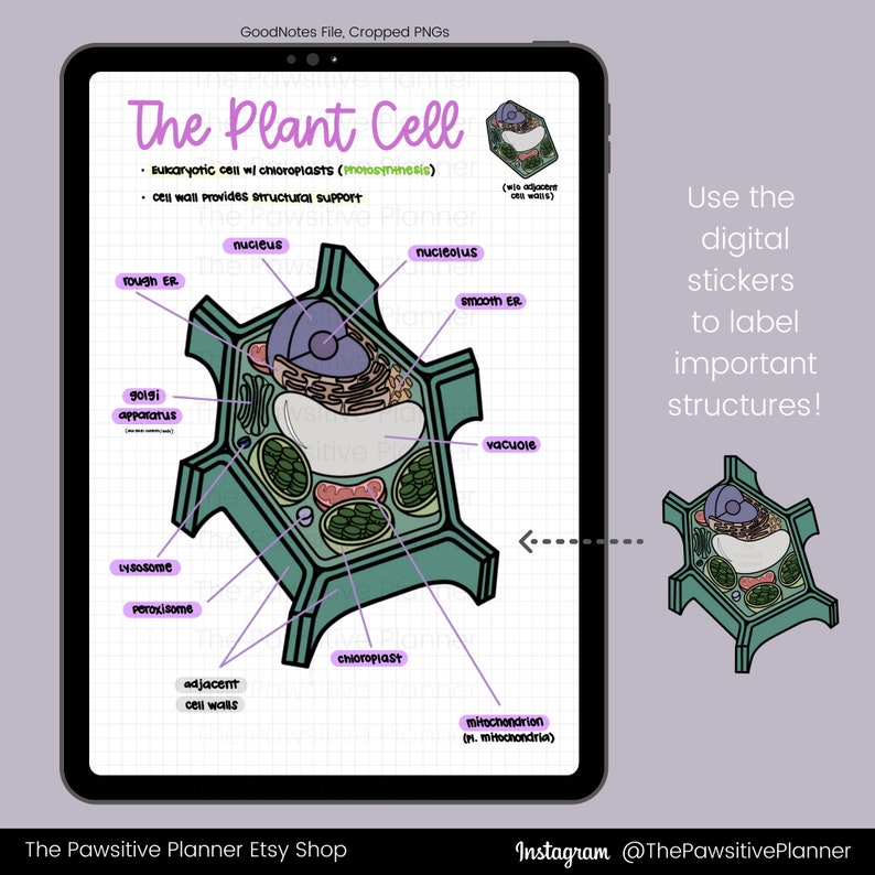 Biology Digital Stickers for Planning Note Taking Studying - Etsy