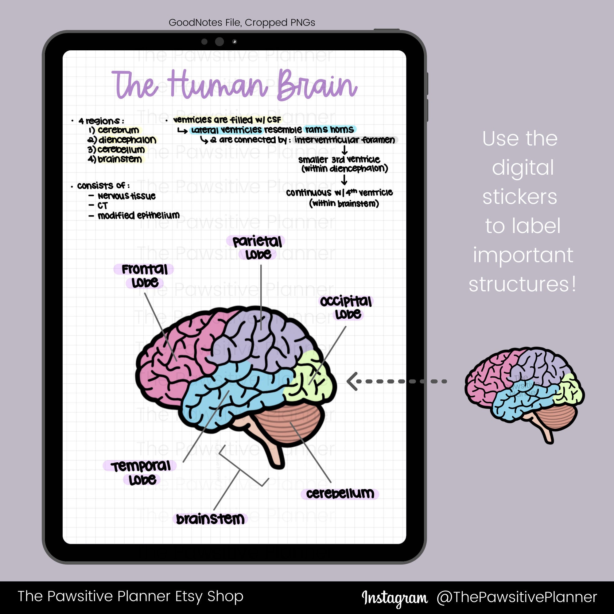 Nervous System Digital Stickers Goodnotes Stickers Digital | Etsy