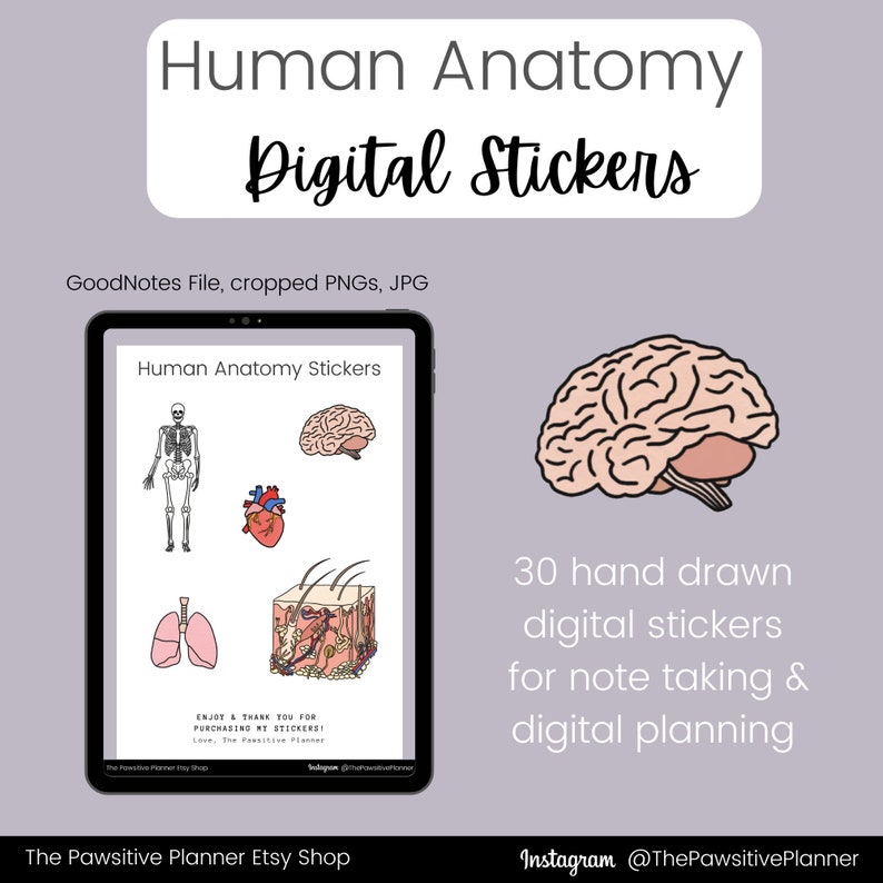 Human Anatomy Digital Stickers - Nursing, Medical Study (PNG, Goodnotes ...