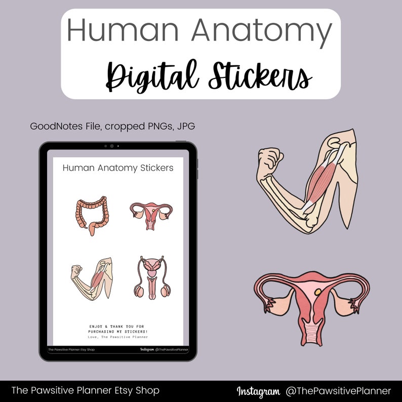 Human Anatomy Digital Stickers - Nursing, Medical Study (PNG, Goodnotes ...
