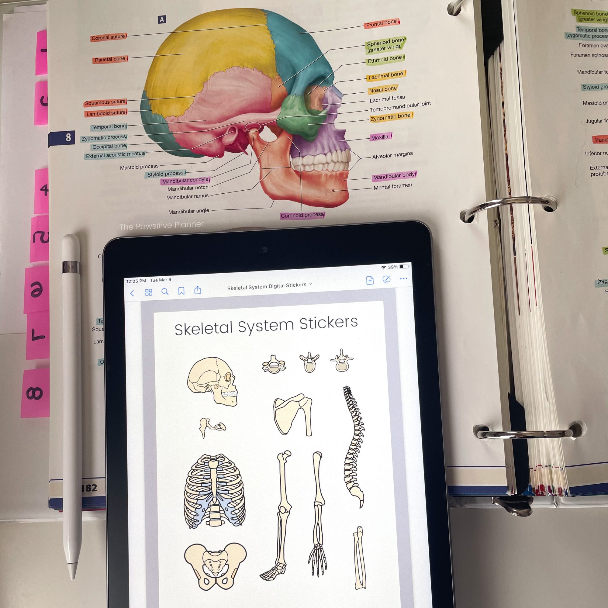 Skeletal Anatomy Bones Skull Digital Stickers Anatomy Anatomie Digital ...