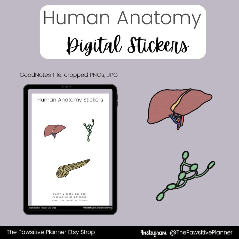 Human Anatomy Digital Stickers - Nursing, Medical Study (PNG, Goodnotes ...