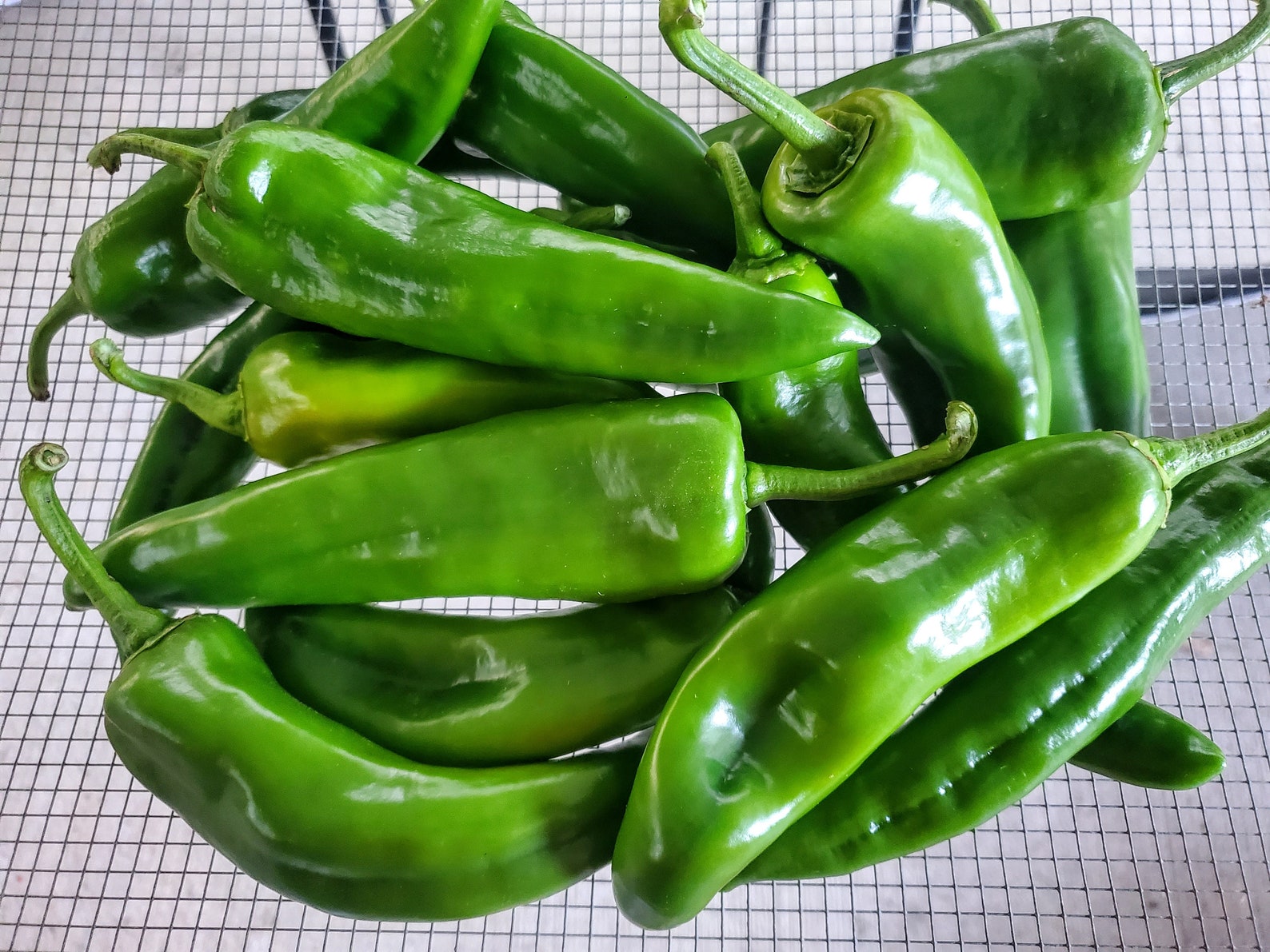Fresh Anaheim Green Chile Peppers - Raw, Organically Grown in Tennessee ...