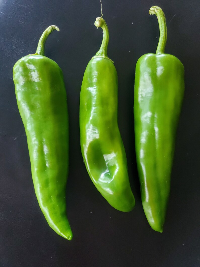 Fresh Anaheim Green Chile Peppers - Raw, Organically Grown in Tennessee ...