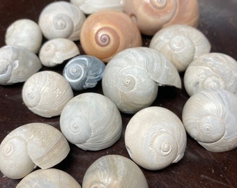Bulk Hermit Crab Shells - Etsy