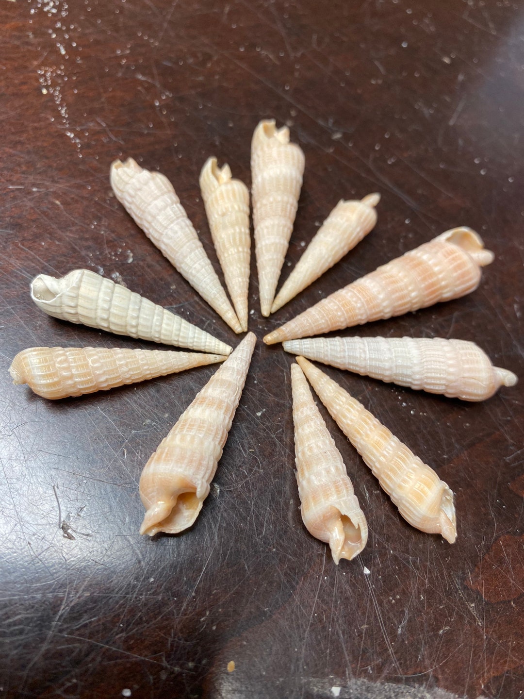 11 Auger Snail Shells Bulk Auger Shells Handpicked Shells Crafting ...