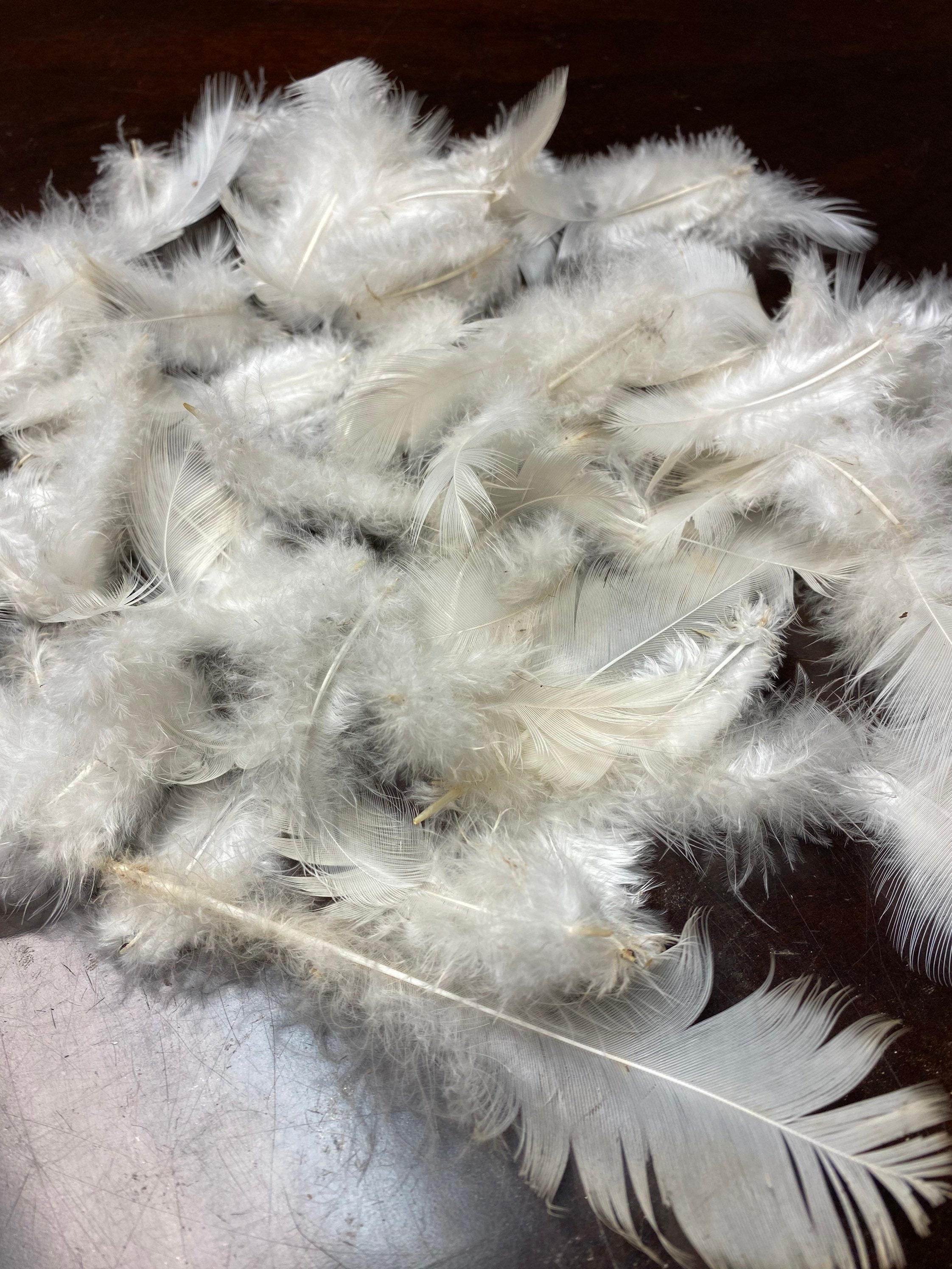 Assorted Guinea Fowl Feathers for Crafts Jewelry Hats - Etsy