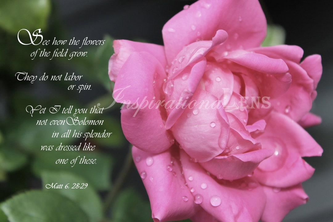 Scripture Flower Photo, Cantigny Pink Rose, Matthew 6: 28-29, Bible ...