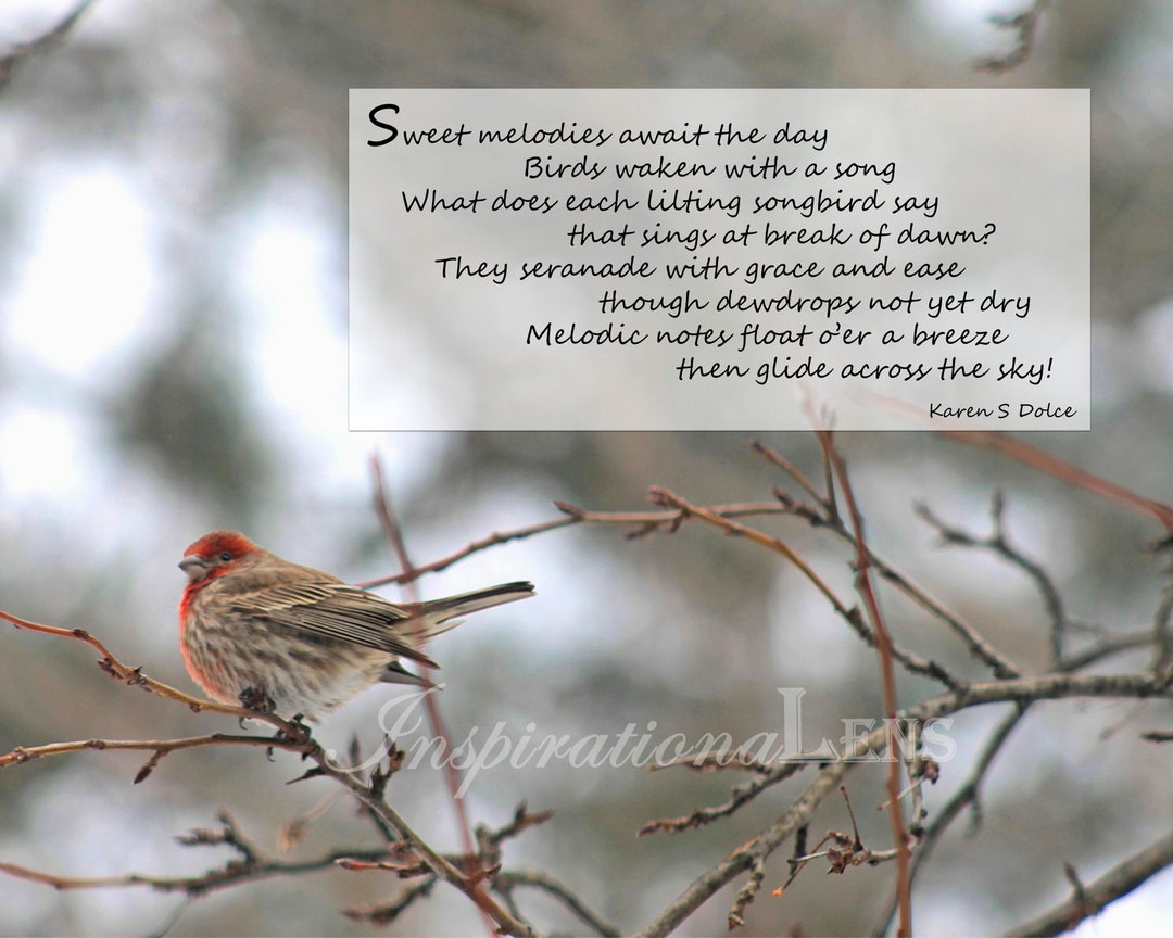Bird Photo, Songbird With Poem Print, Inspirational Poem, Bird Wall Art ...