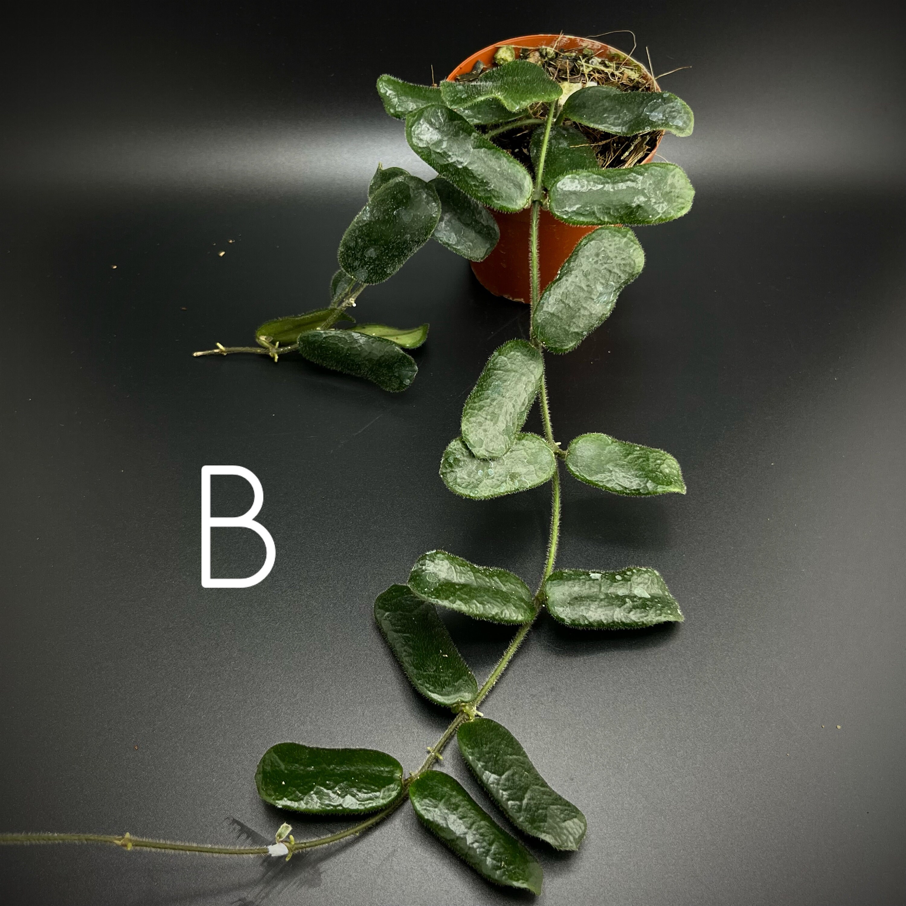 Hoya Rotundiflora EXACT PLANT - Etsy