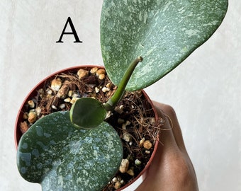 Hoya Splashy Compacta Cuttings / FREE Shipping / Hoya Rope With Splash ...