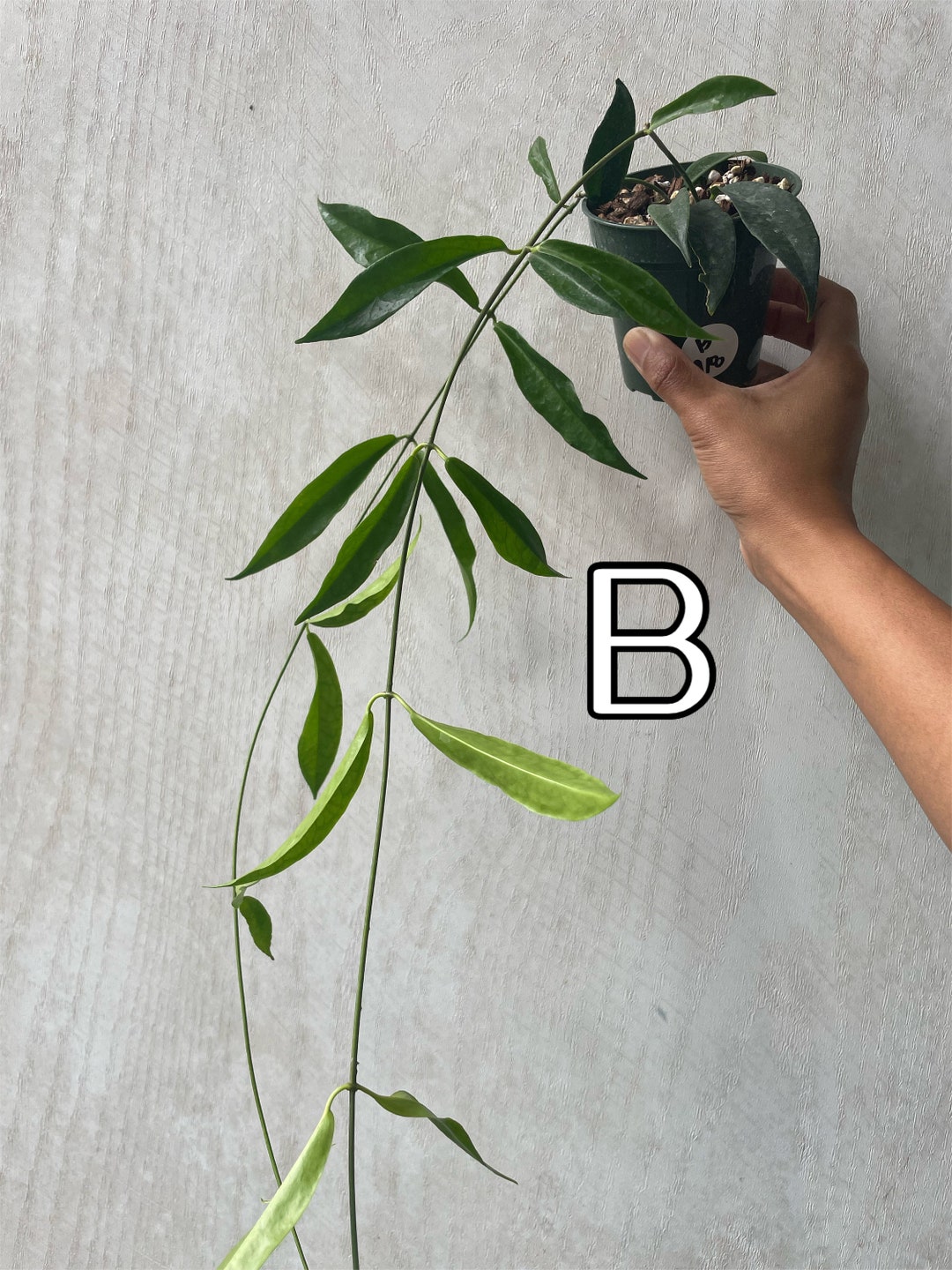 Hoya Filiformis Aka Chlorantha exact Plant - Etsy