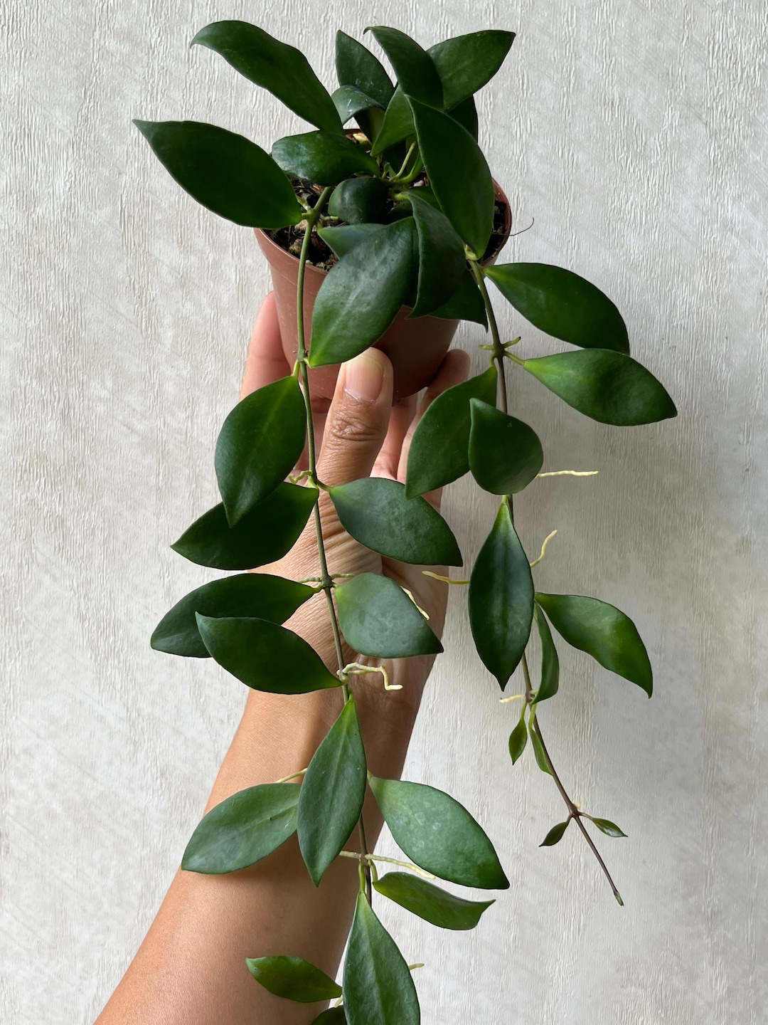 Hoya Noona davidcummingii Yellow - Etsy