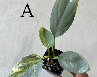 Philodendron Silver Sword Variegated - Etsy