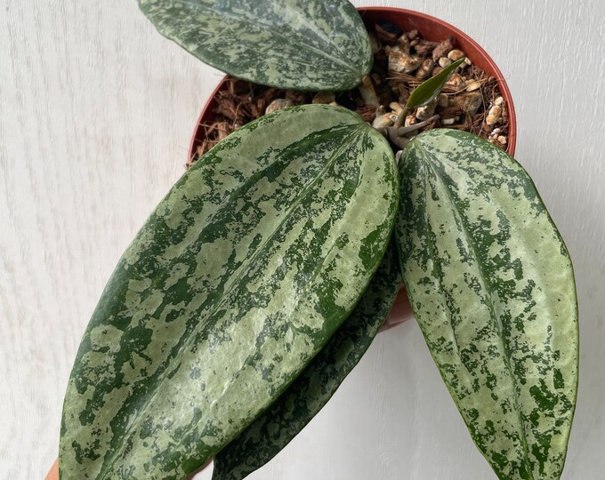 Hoya Rangsan Super Splash - Etsy