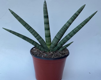 Sansevieria Starfish, Boncel Cylindrica, Snake Plant, Live Plant - Etsy
