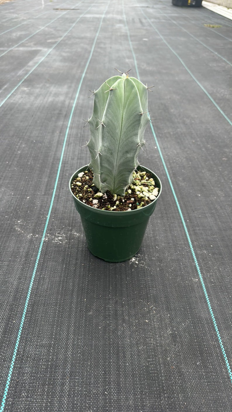 Stenocereus Pruinosus Gray Ghost Organ Pipe - Etsy