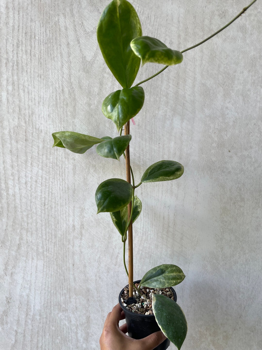 Hoya Incrassata Outer Variegated eclipse Exact Plant - Etsy