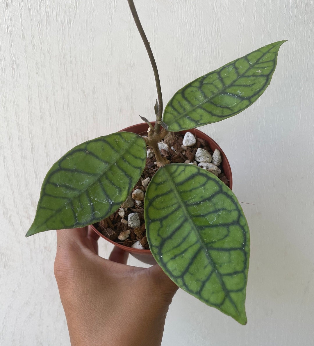 Hoya Callistophylla - Etsy