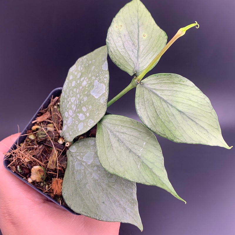 Fishtail Hoya - Etsy