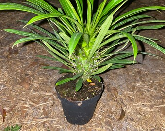 Madagascar Palm Tree | Etsy