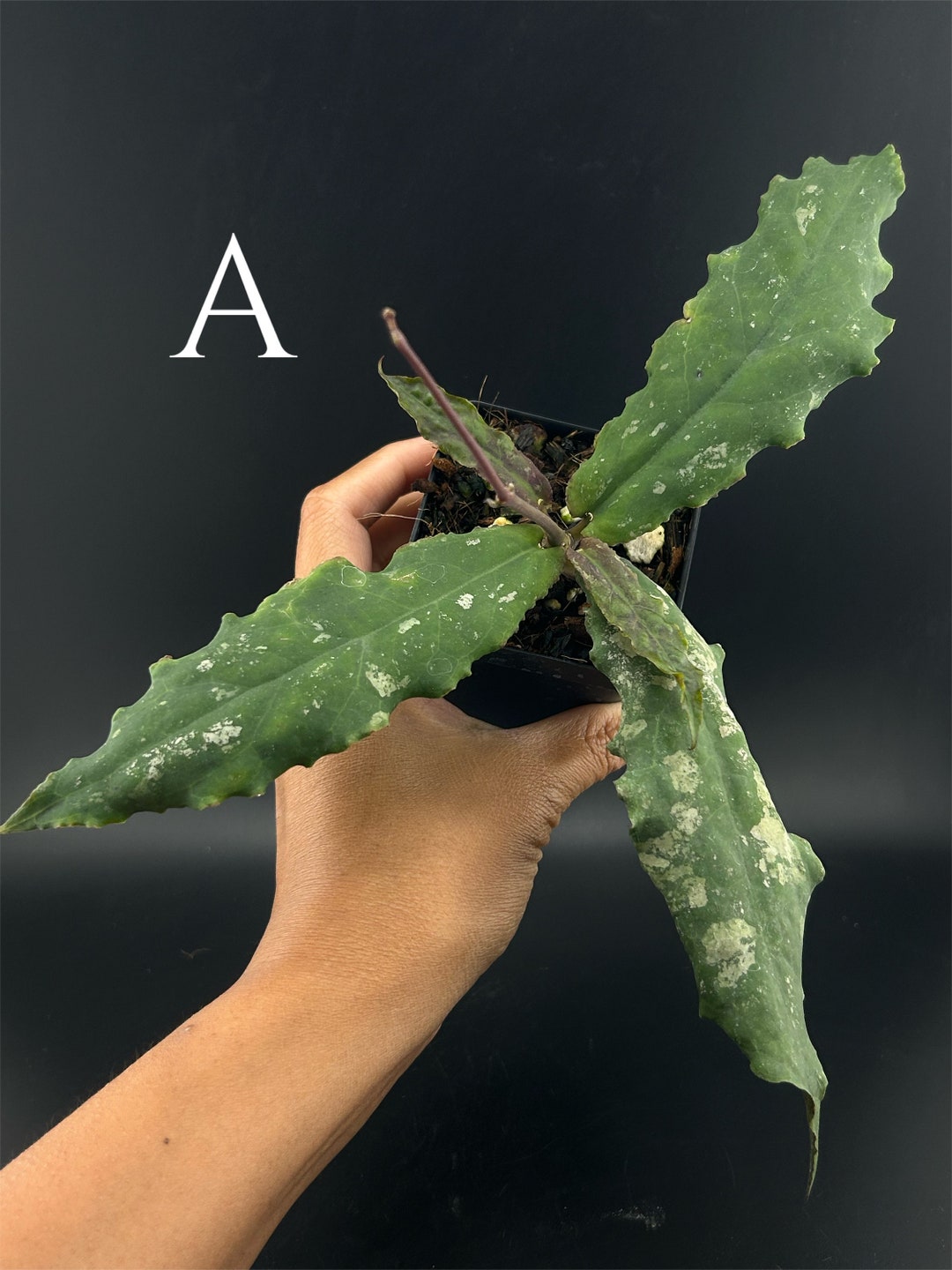 Hoya Undulata Splash RARE exact Plant - Etsy
