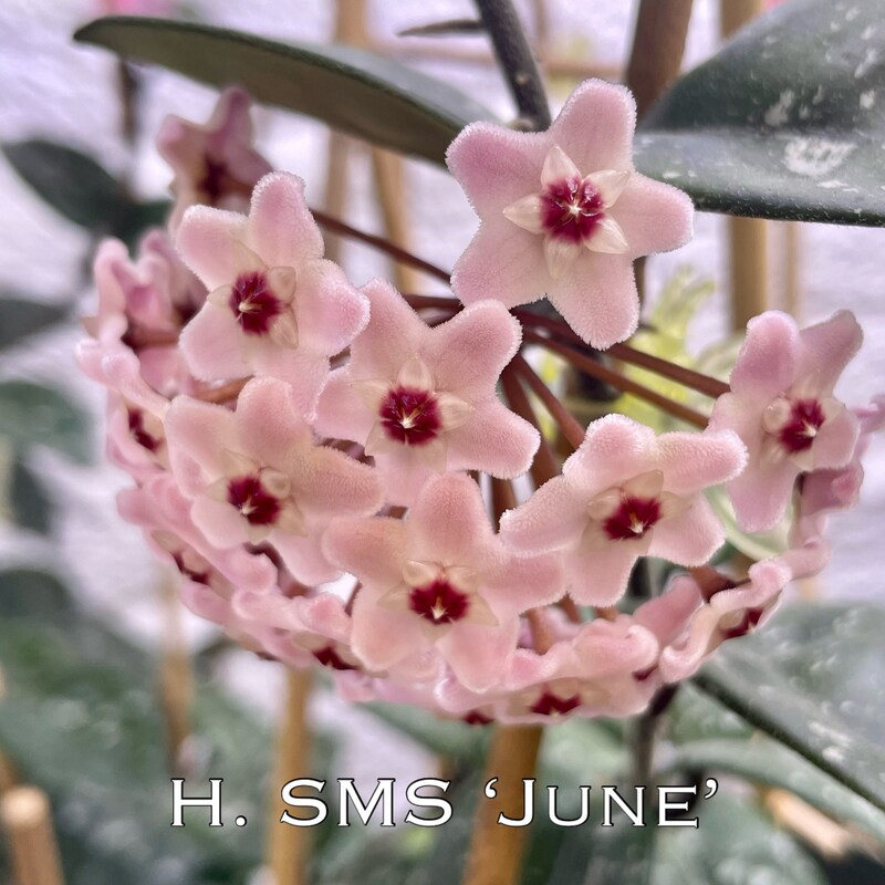 CactusandExotics - Etsy