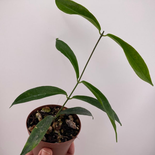 Hoya Plants for Sale - Etsy