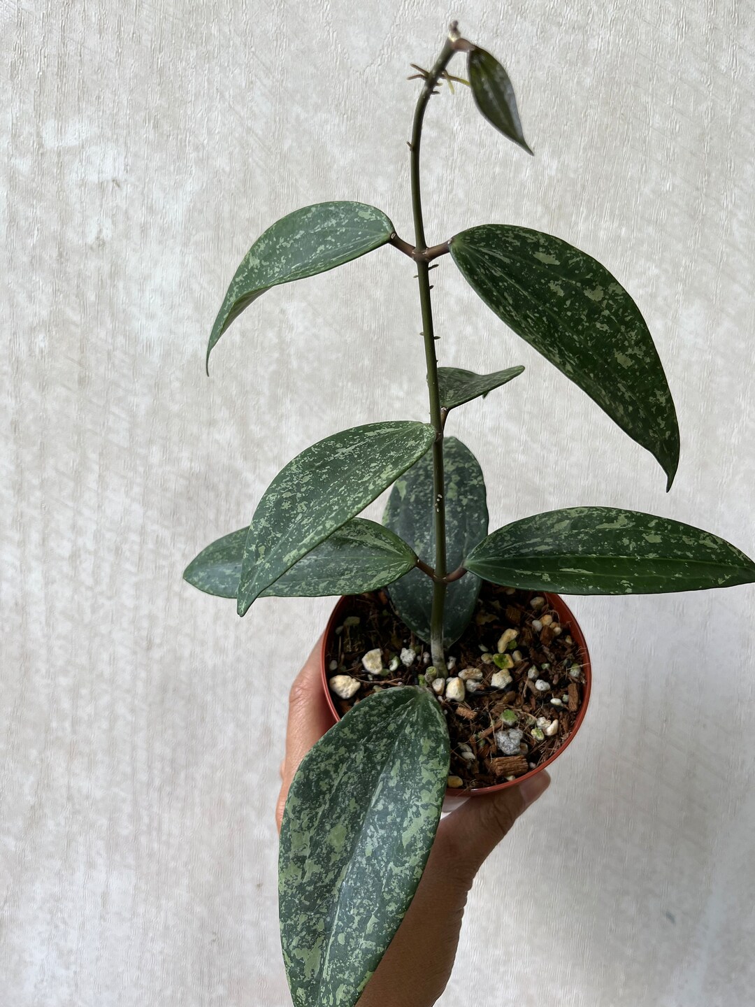 Hoya Rangsan Splash - Etsy