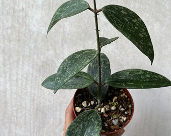 Hoya Rangsan Silver Splash RARE Hoya Plant - Etsy