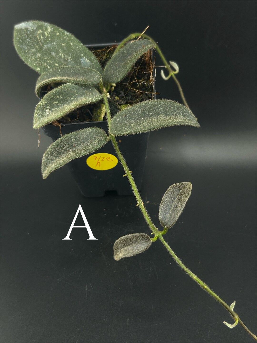 Hoya Thomsonii White fuzzy Leaves rareexact Plant - Etsy