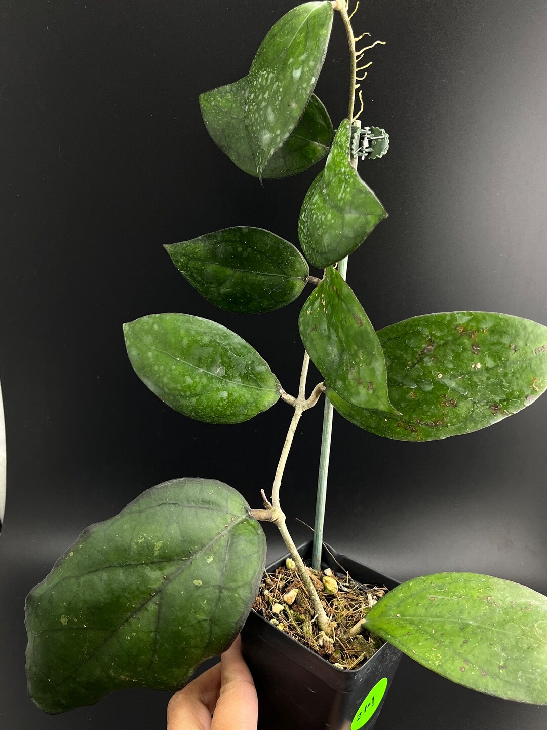 Hoya Puom Siam Ruby dark Margins Exact Plantrare - Etsy