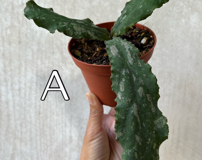 Hoya Undulata Splash RARE exact Plant - Etsy