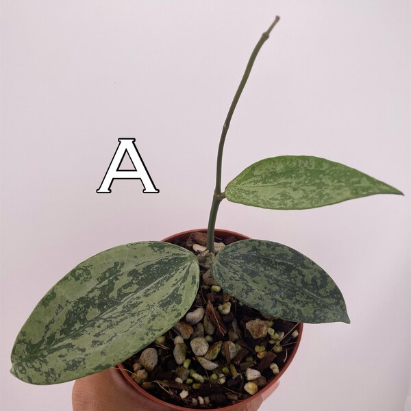 Hoya Rangsan Splash - Etsy