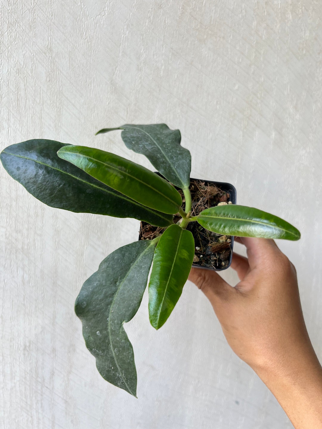 Hoya Imperialis Red exact Plant - Etsy