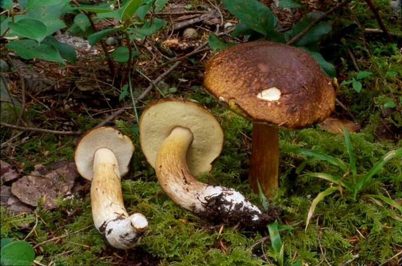 Mushroom Brown Cap Wood Rune Set Maple Norse Box Hand | Etsy