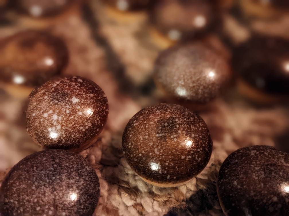 Mushroom Brown Cap Wood Rune Set Maple Norse Box Hand | Etsy