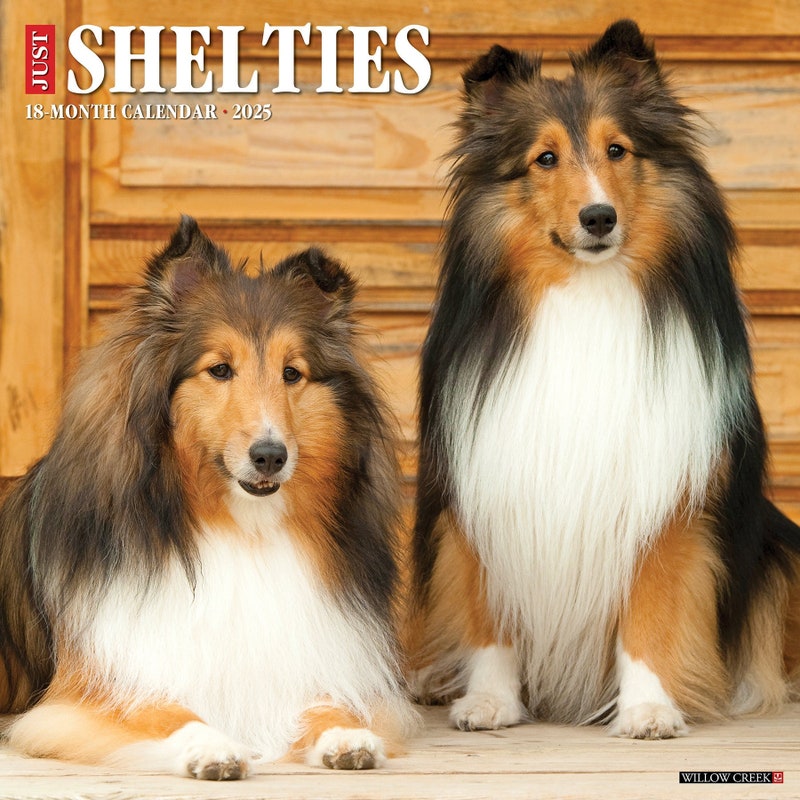 Sheltie Art - Etsy