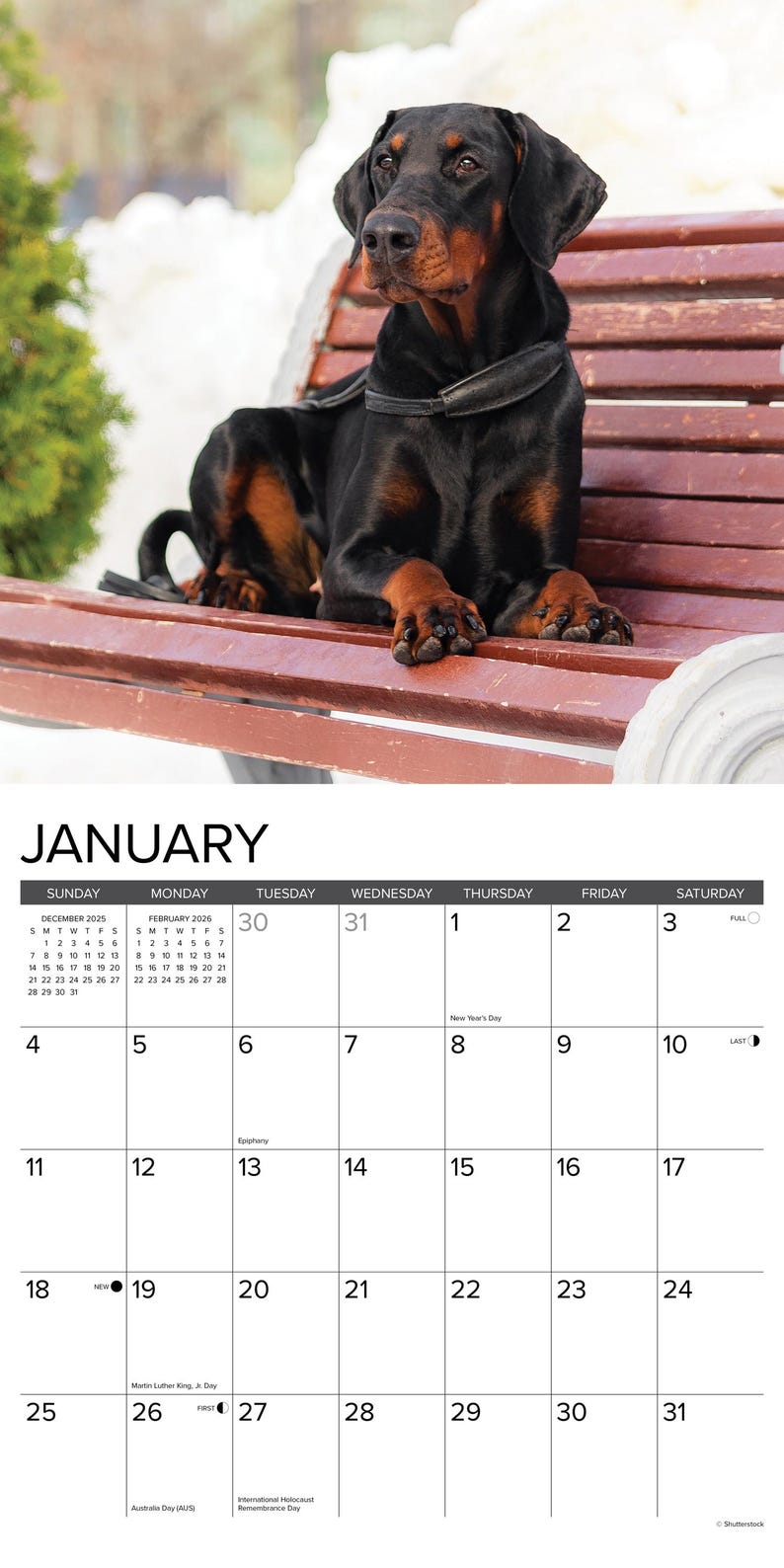 Doberman Pinschers 2026 12" X 12" Wall Calendar - Etsy