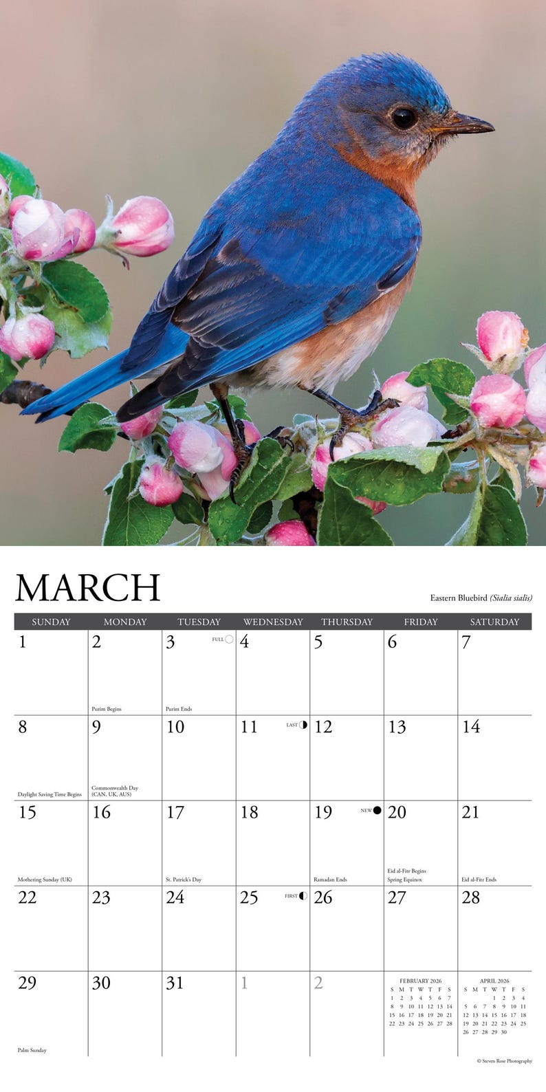Backyard Birds of North America 2026 12" X 12" Wall Calendar - Etsy