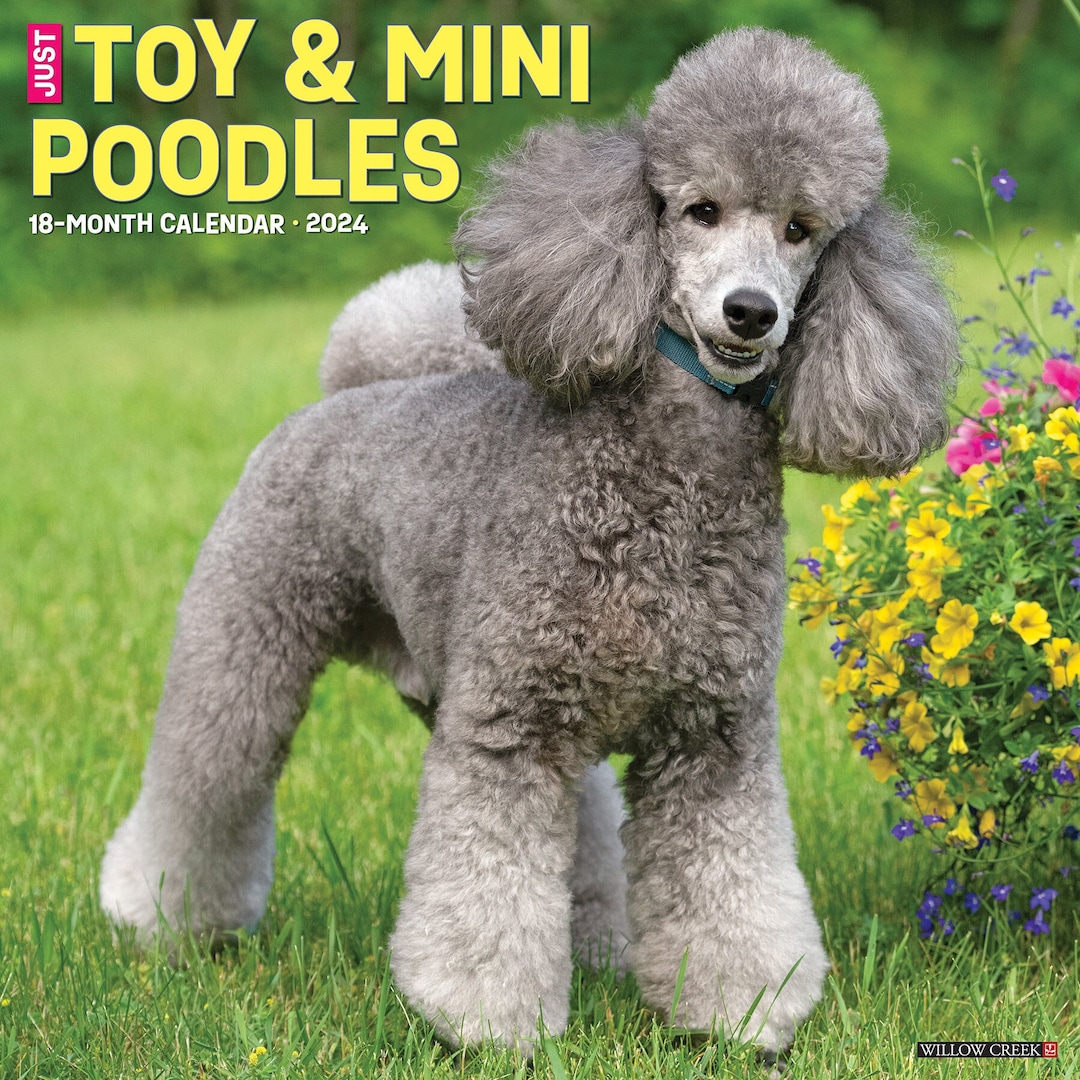 Just Toy & Miniature Poodles 2024 12 X 12 Wall Calendar - Etsy