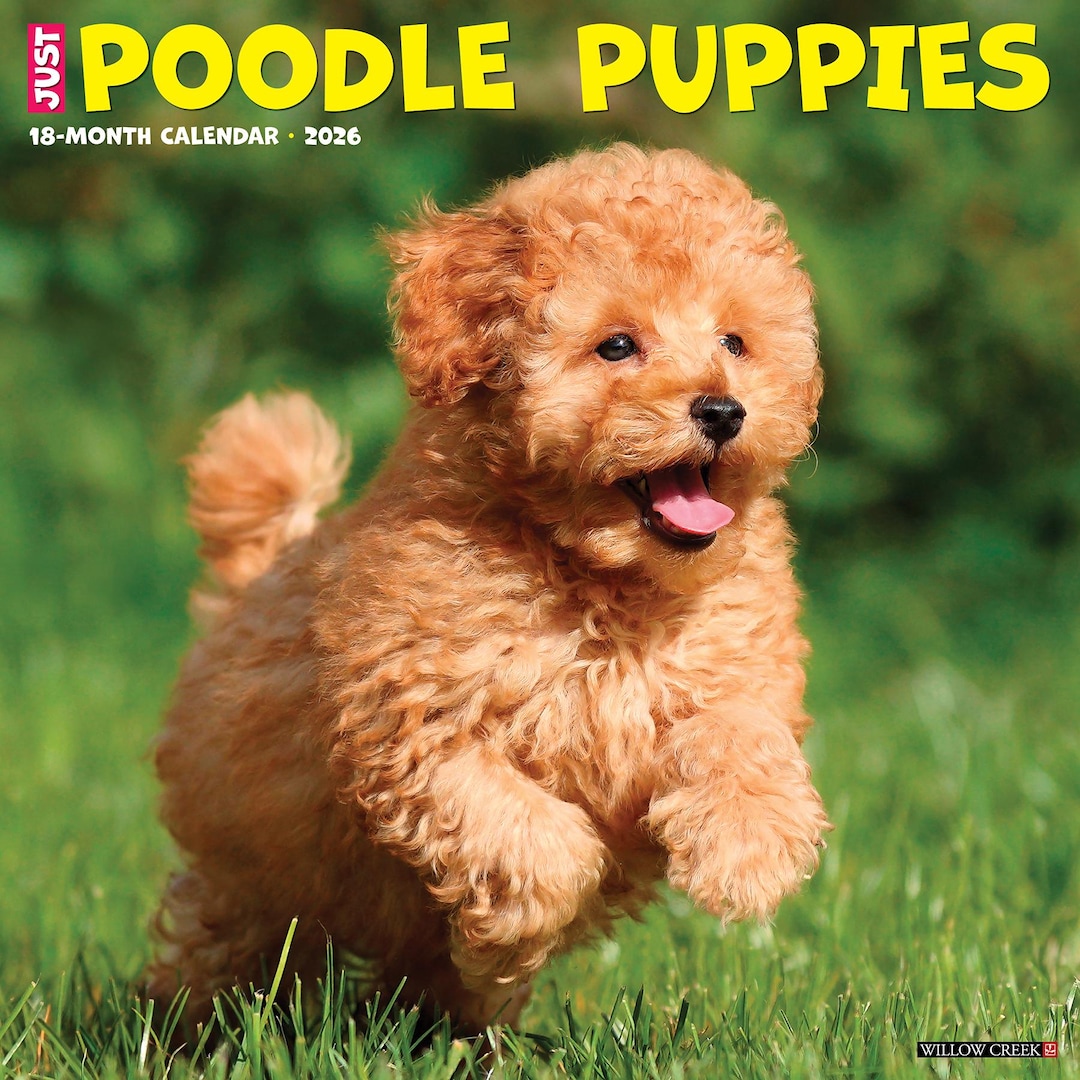 Poodle Puppies 2026 12" X 12" Wall Calendar - Etsy