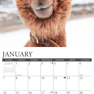 Alpacas 2024 12 X 12 Wall Calendar - Etsy