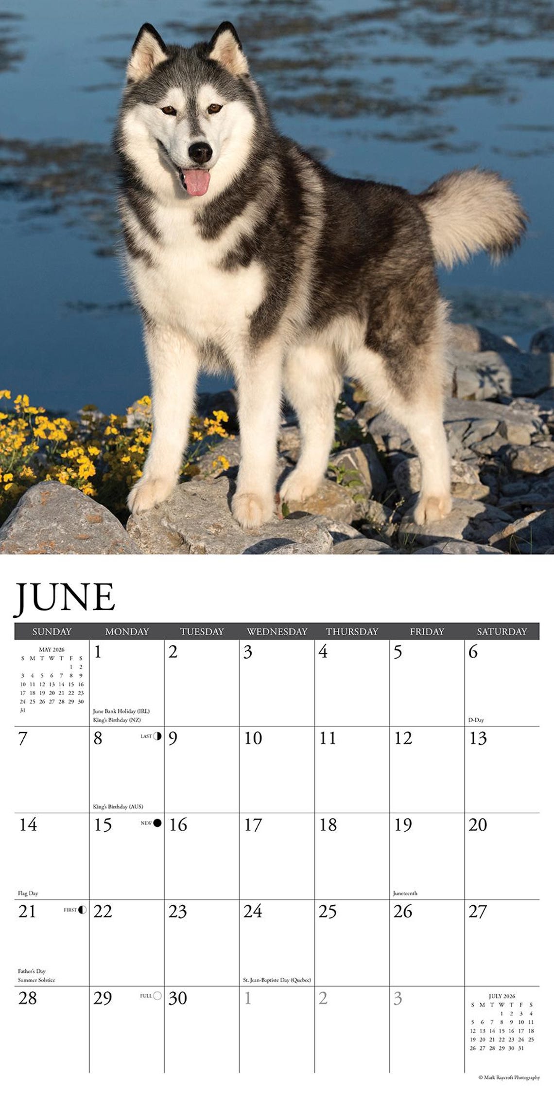 Siberian Huskies 2026 12" X 12" Wall Calendar - Etsy