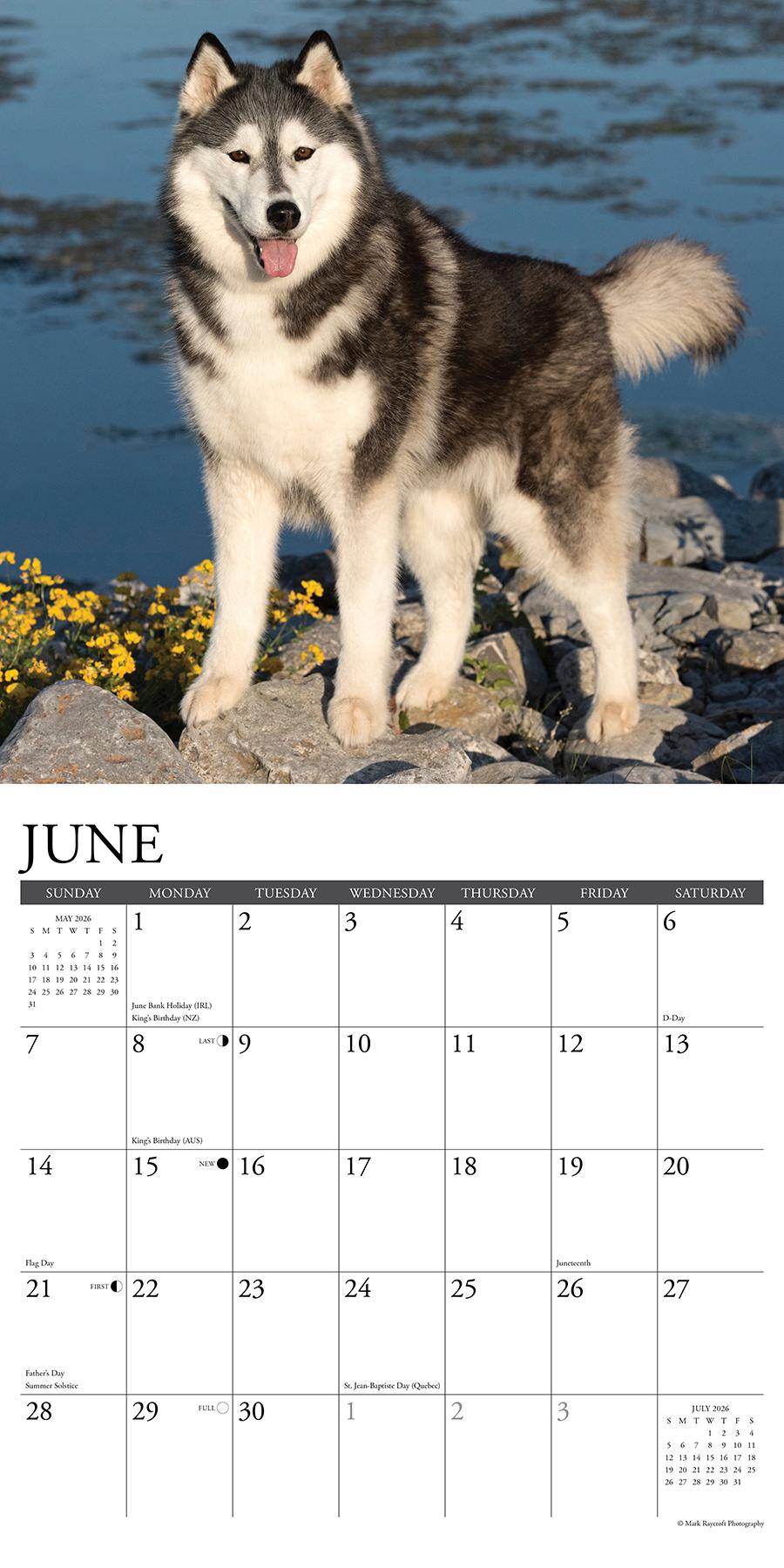 Siberian Huskies 2026 12" X 12" Wall Calendar - Etsy