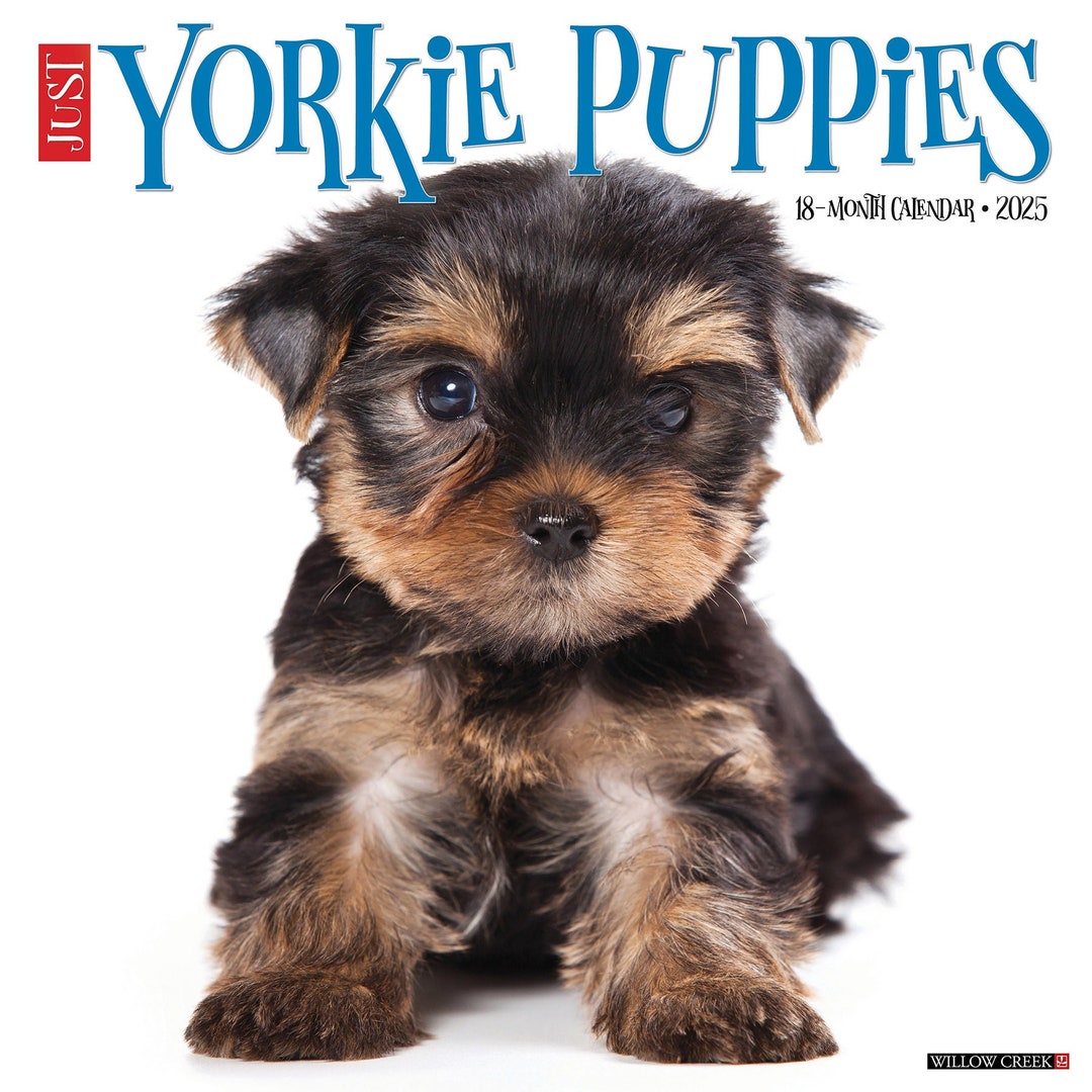 Yorkie Puppies 2025 12" X 12" Wall Calendar - Etsy